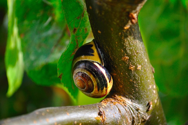 Escargot Fermer Animaux La - Photo gratuite sur Pixabay - Pixabay