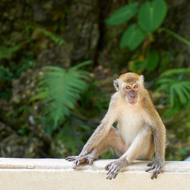 El Mono Animal Naturaleza - Foto gratis en Pixabay - Pixabay
