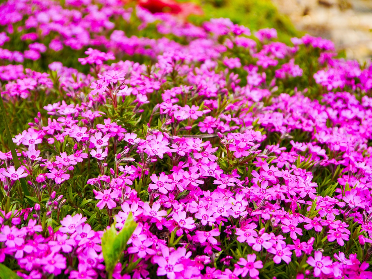Phlox Garden Flower - Free photo on Pixabay - Pixabay
