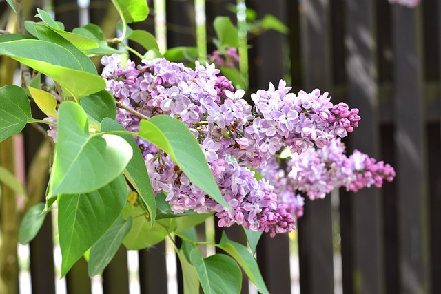 Lilac Bush Flora - Free photo on Pixabay - Pixabay
