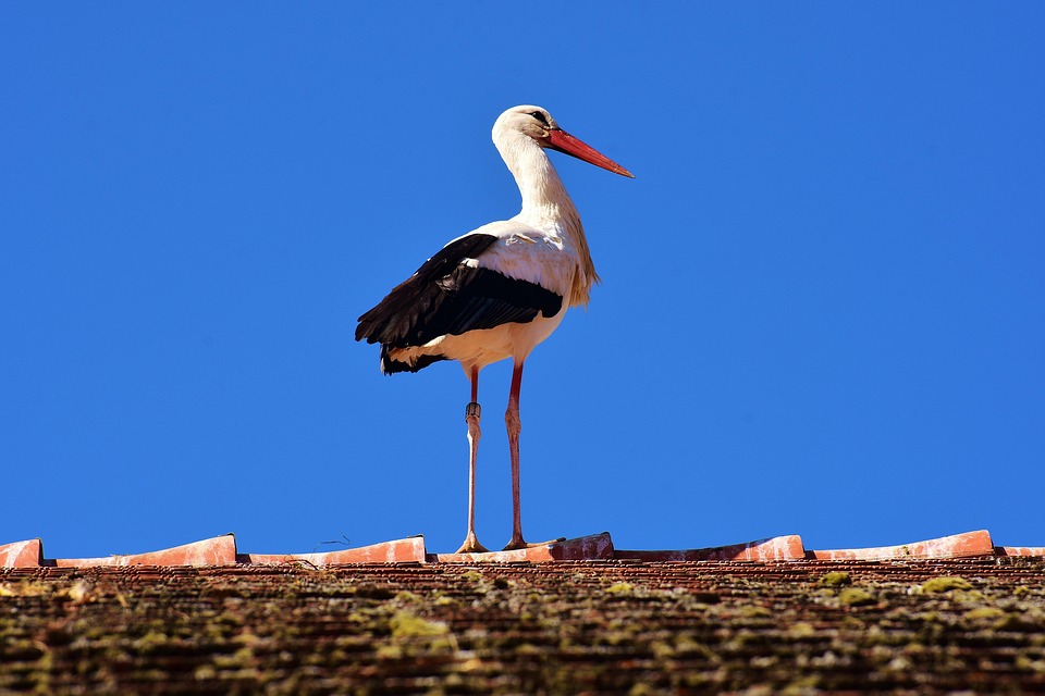 Storch Vogel Fliegen - Kostenloses Foto auf Pixabay