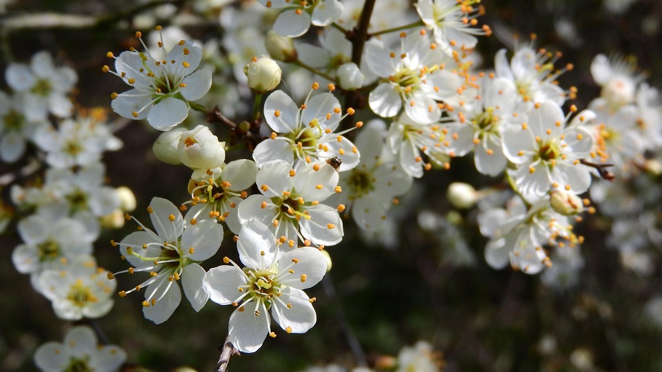 Prunus Spinosa Prunellier Fleurs - Photo gratuite sur Pixabay - Pixabay
