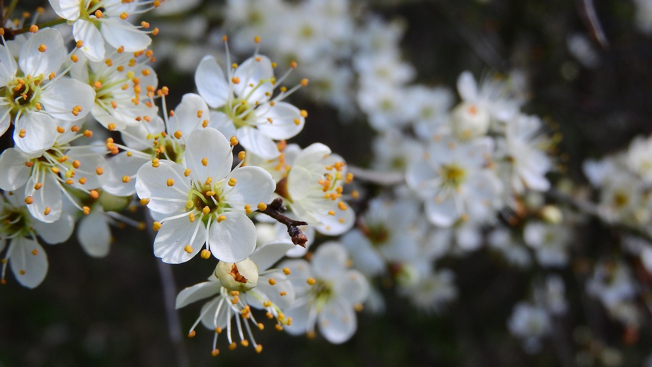 Prunus Spinosa Semak Berduri Bunga - Foto gratis di Pixabay - Pixabay