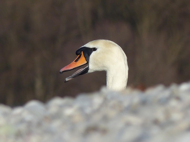 Schwan Nahaufnahme Vogel - Kostenloses Foto auf Pixabay
