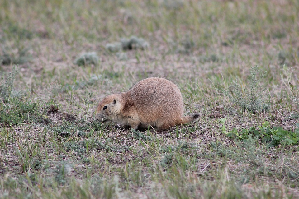 Prairie Dog Animal Nature - Free photo on Pixabay - Pixabay