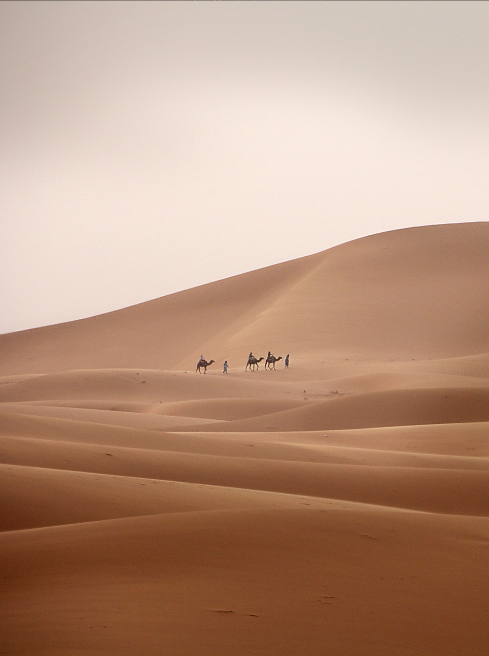Desert Caravan Camel - Free photo on Pixabay - Pixabay
