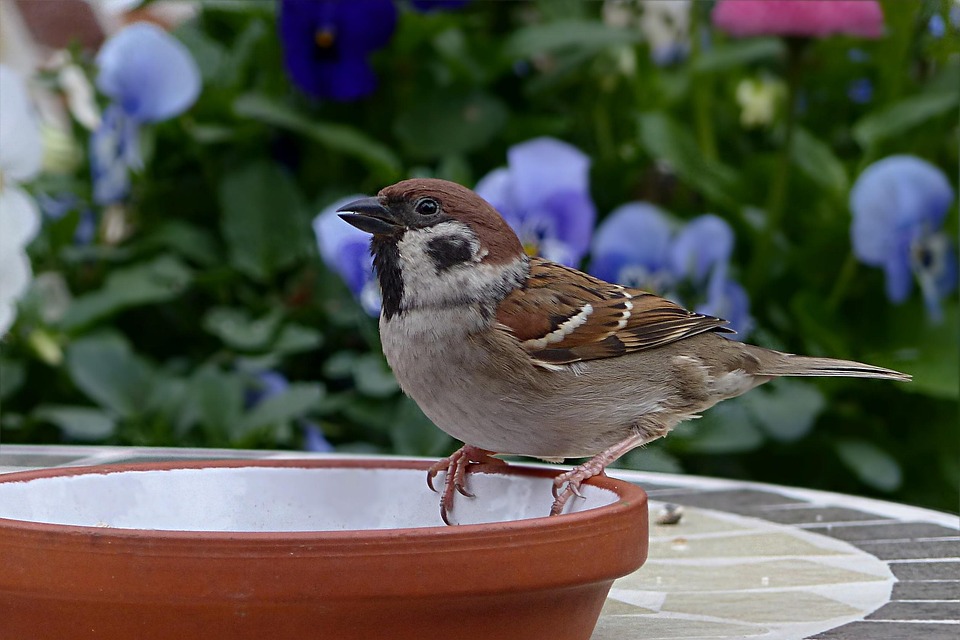 Bird Sparrow Sperling Passer - Free photo on Pixabay - Pixabay