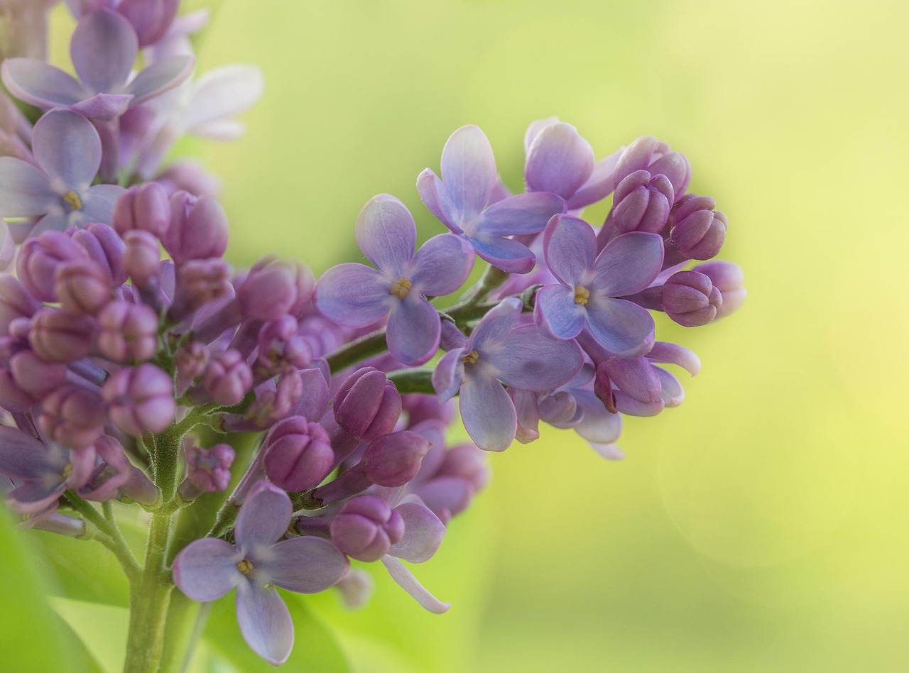 Mais de 100 fotos gratuitas de Comum Lilás e Natureza - Pixabay