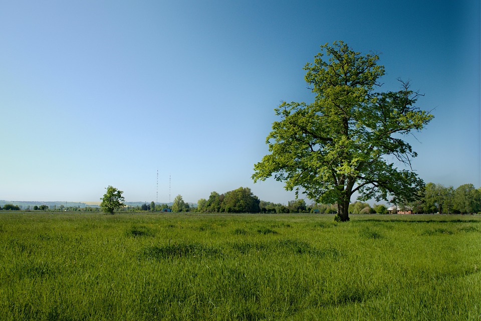 Baum Gras Wiese - Kostenloses Foto auf Pixabay - Pixabay