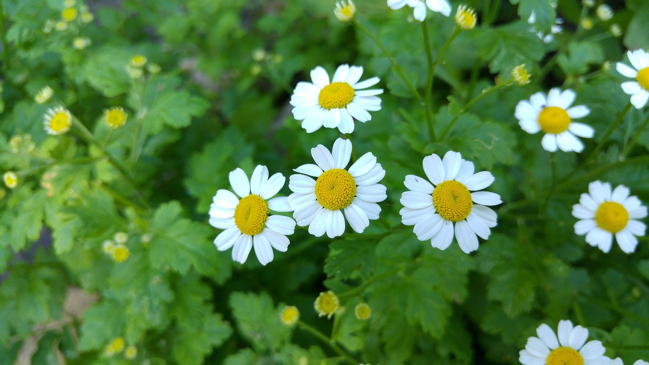 Flor Margarida Natureza - Foto gratuita no Pixabay - Pixabay