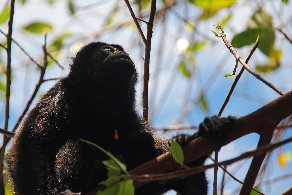 Monkey Sky Nature - Free photo on Pixabay - Pixabay