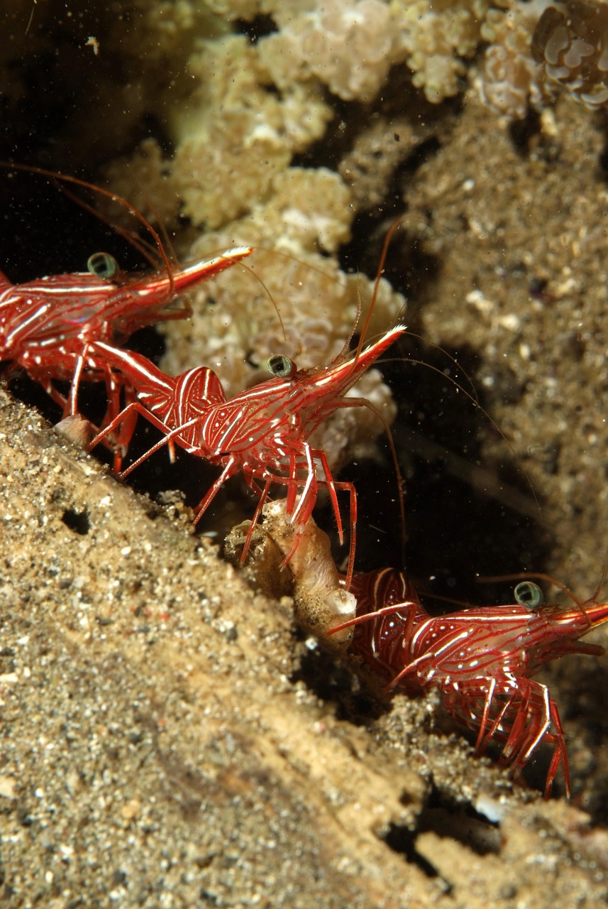 Shrimp Diving Underwater - Free photo on Pixabay