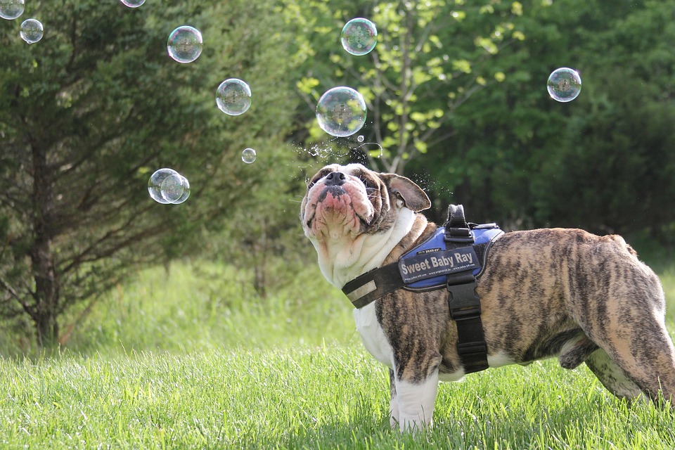 Dog Bubbles Bulldog Green - Free photo on Pixabay - Pixabay