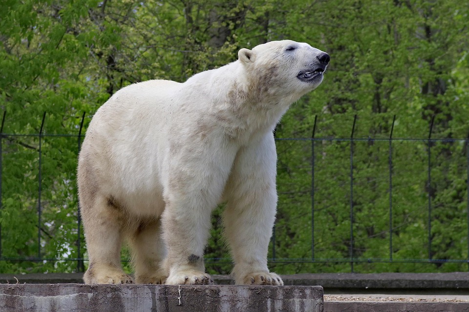 The Bear Polar White - Free photo on Pixabay - Pixabay