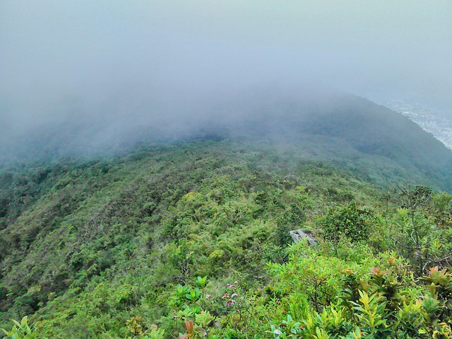 Vegetation Fog Caracas - Free photo on Pixabay - Pixabay