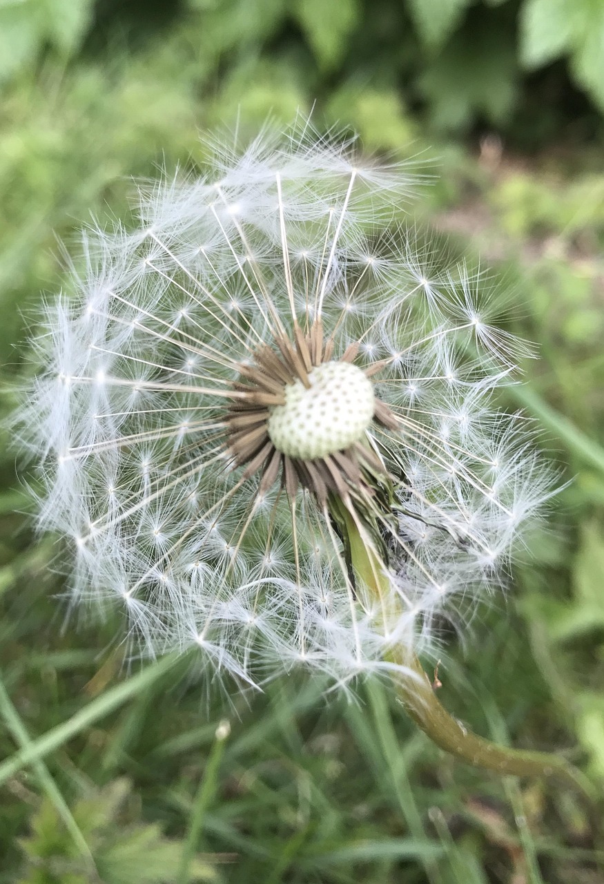 30+ Free Dandelion Clocks & Dandelion Images - Pixabay