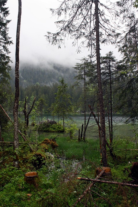 Lost Places Fairytale Forest - Free photo on Pixabay - Pixabay