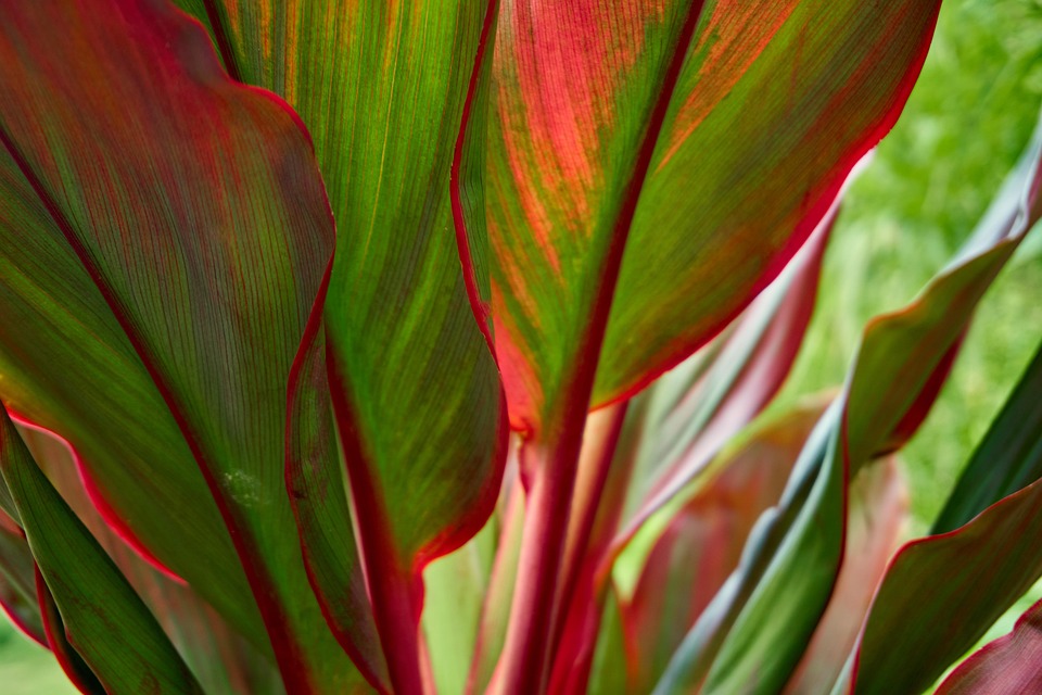 Plante Ti Rouge - Photo gratuite sur Pixabay