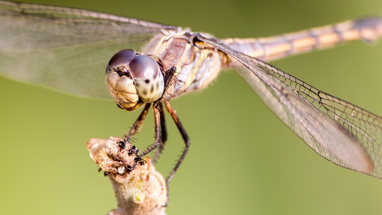 Dragonfly Nature - Free photo on Pixabay - Pixabay
