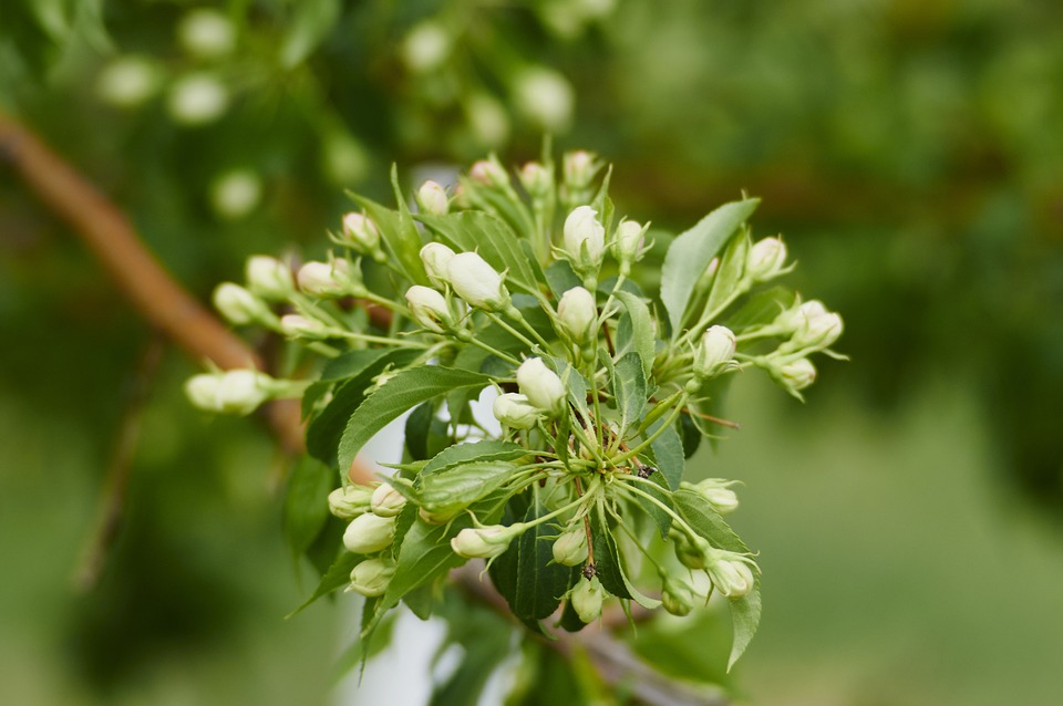 Árvore Primavera Florescer Polpa - Foto gratuita no Pixabay - Pixabay