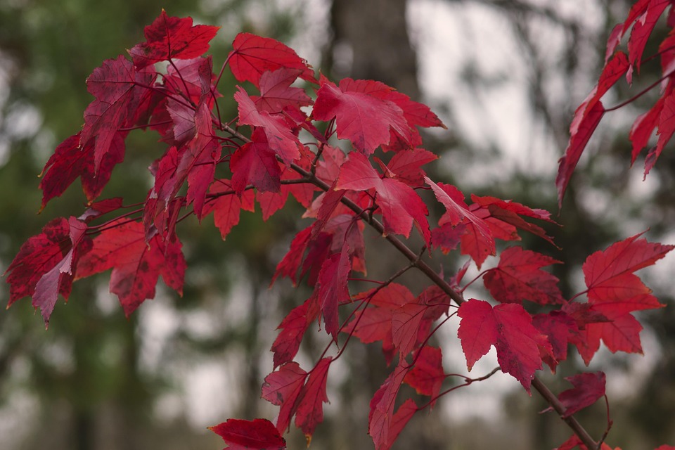 Maple Daun - Foto gratis di Pixabay - Pixabay