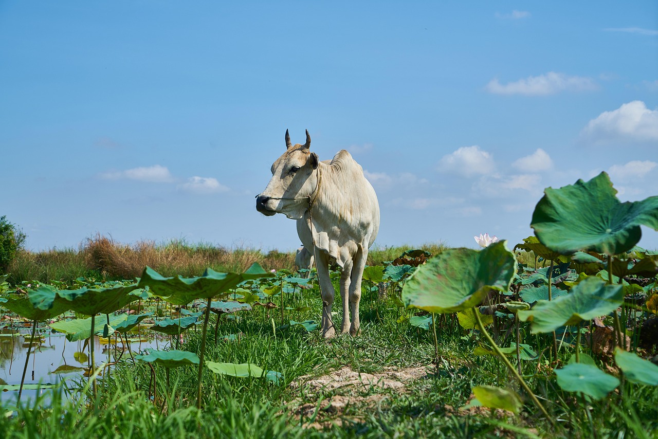 Lotus Garden Cow - Free photo on Pixabay - Pixabay
