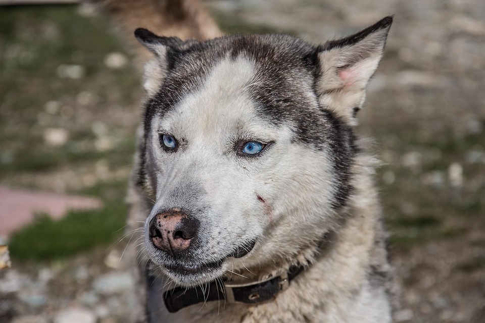 狗 Huskey 宠物 - Pixabay上的免费照片 - Pixabay