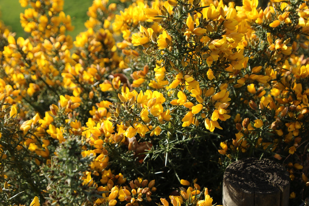 Más de 80 imágenes gratis de Tojo y Naturaleza - Pixabay