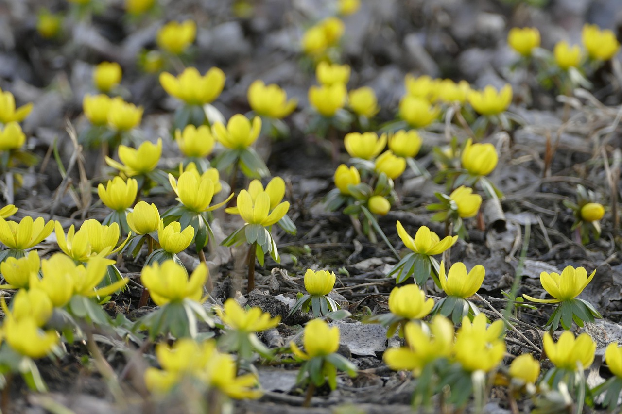Frühling 1 Mai Erste - Kostenloses Foto auf Pixabay