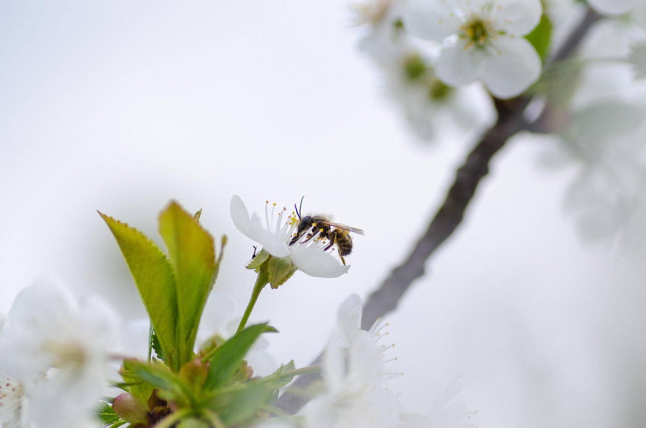 Honey Bee Nature - Free photo on Pixabay