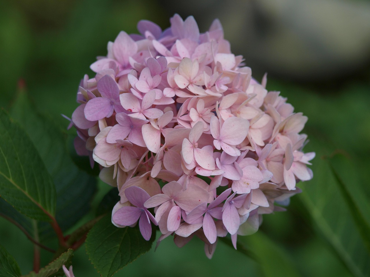 Hydrangea Flower Garden - Free photo on Pixabay - Pixabay