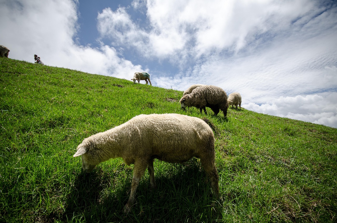 Flock Of Sheep Animals - Free photo on Pixabay