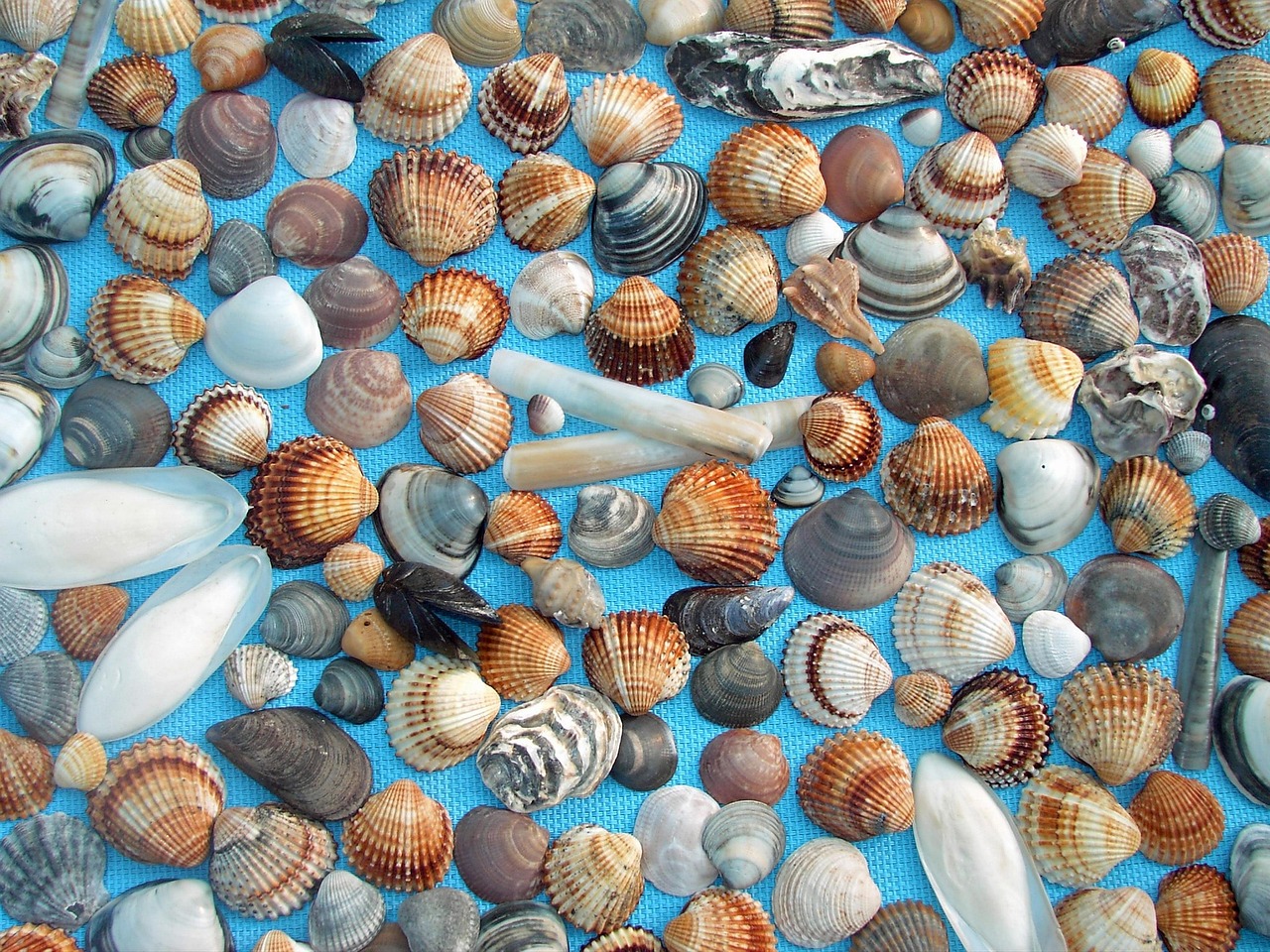 Mariscos Mediterráneo Fondo Azul - Foto gratis en Pixabay - Pixabay