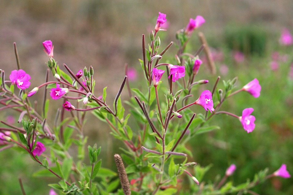 Epilobium Flower Meadow - Free photo on Pixabay - Pixabay