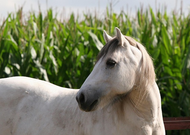 Pony High Country Gelding - Free photo on Pixabay - Pixabay