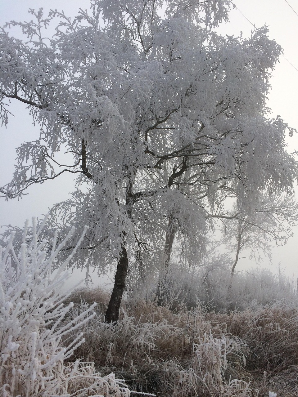 Frost Ice Cream Winter - Free photo on Pixabay - Pixabay