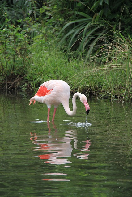 Red Crane Birds Pond - Free photo on Pixabay - Pixabay