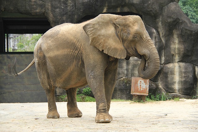 Como Zoo Oreja Grande La Nariz - Foto gratis en Pixabay - Pixabay