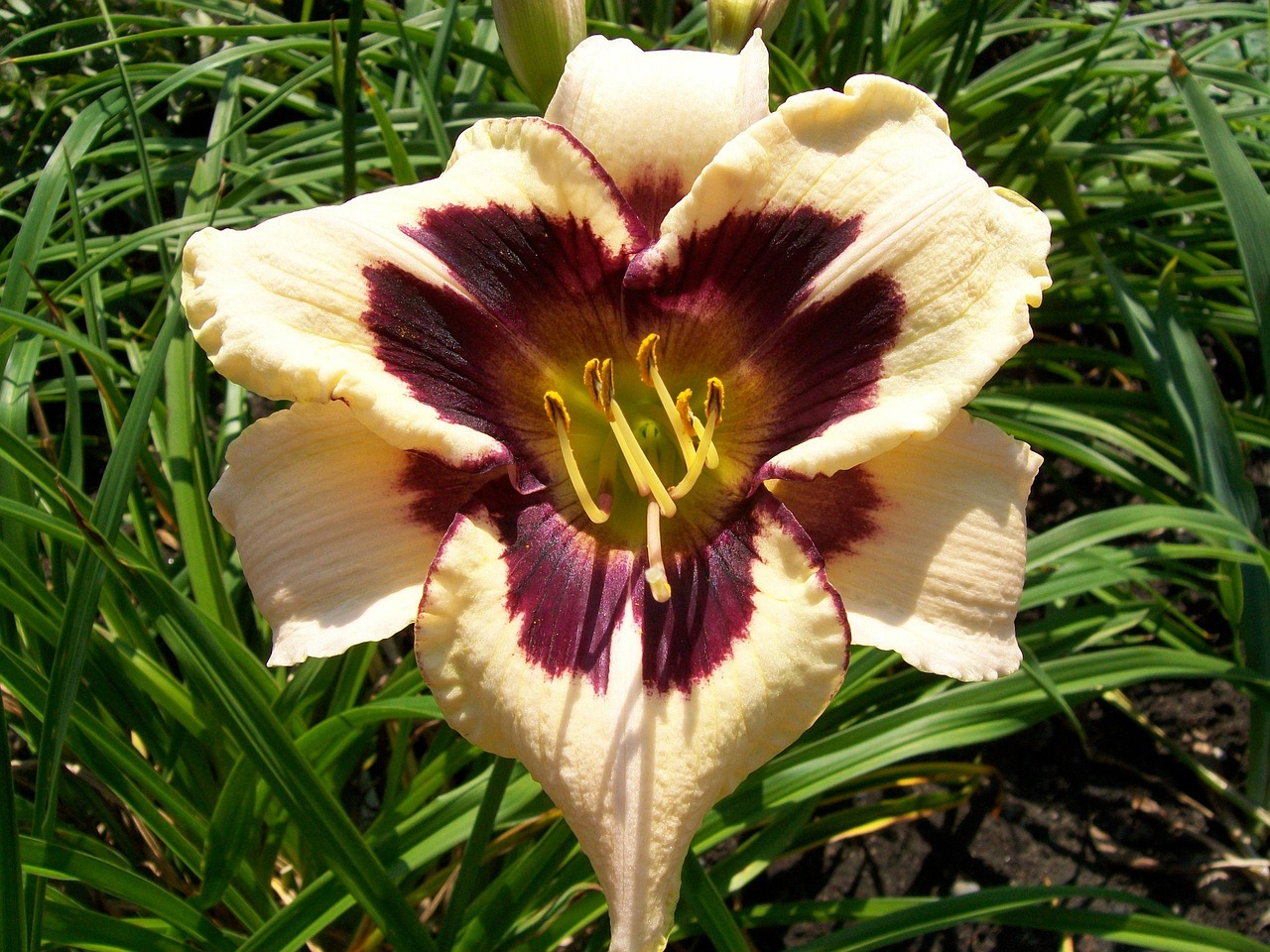 Blume Beige Burgund - Kostenloses Foto auf Pixabay - Pixabay