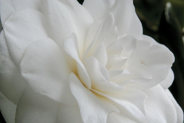 Bunga Camelia Kebun - Foto gratis di Pixabay