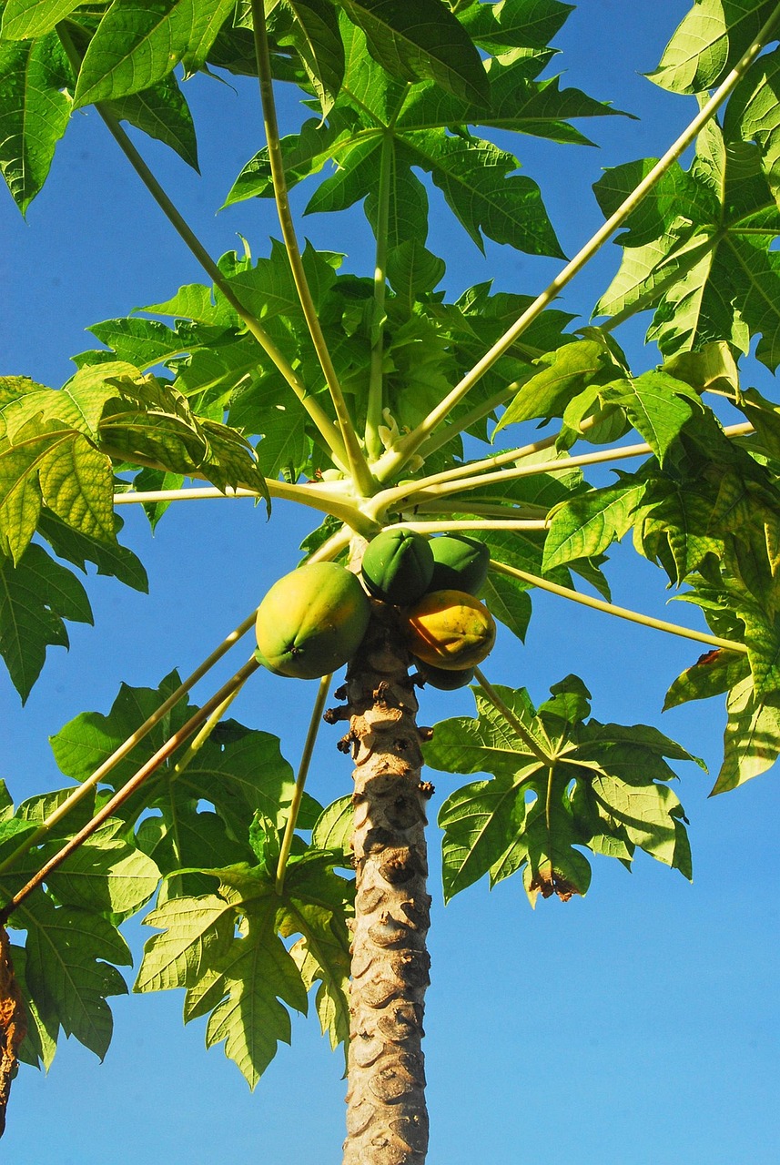 Tropical Papaye Fruit - Photo gratuite sur Pixabay - Pixabay