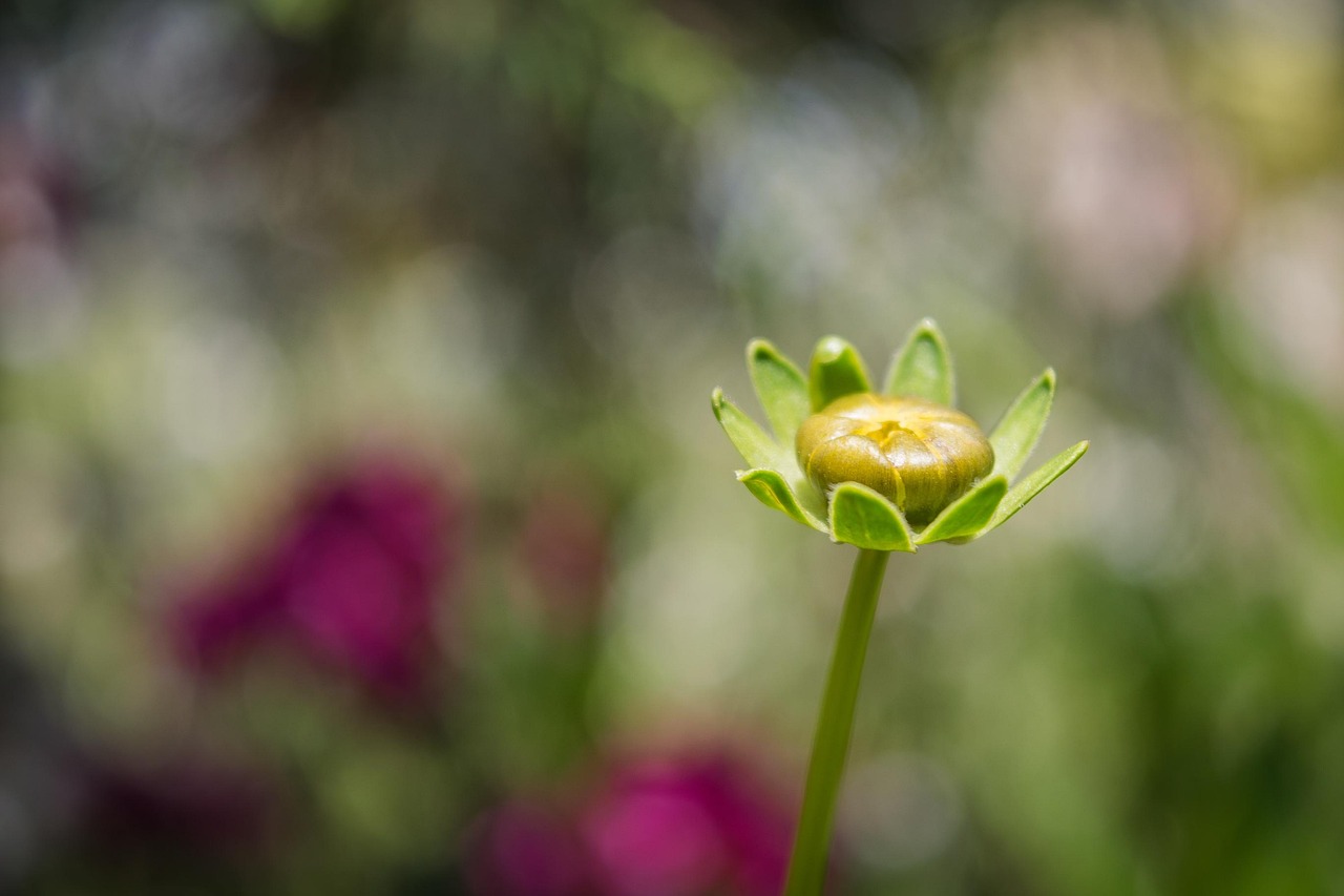 Tunas Berbunga Bunga - Foto gratis di Pixabay - Pixabay