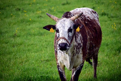 40+ Free Zebu & Gujarat Photos - Pixabay