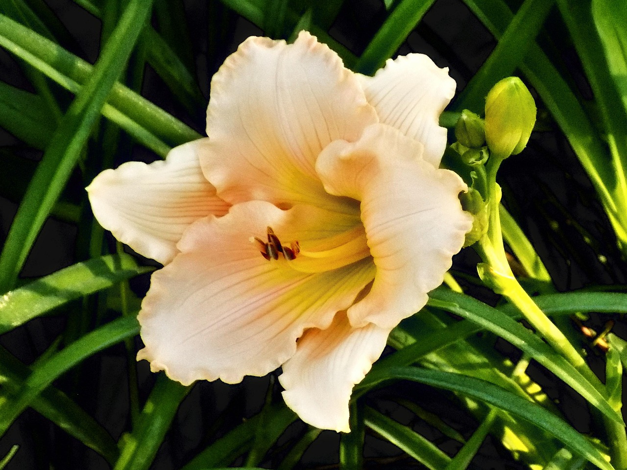 Lis Du Jour Lys Fleur - Photo gratuite sur Pixabay - Pixabay