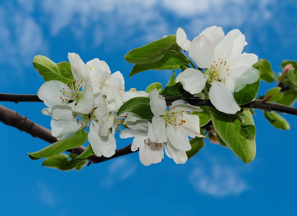 Flores Manzana Cierne - Foto gratis en Pixabay