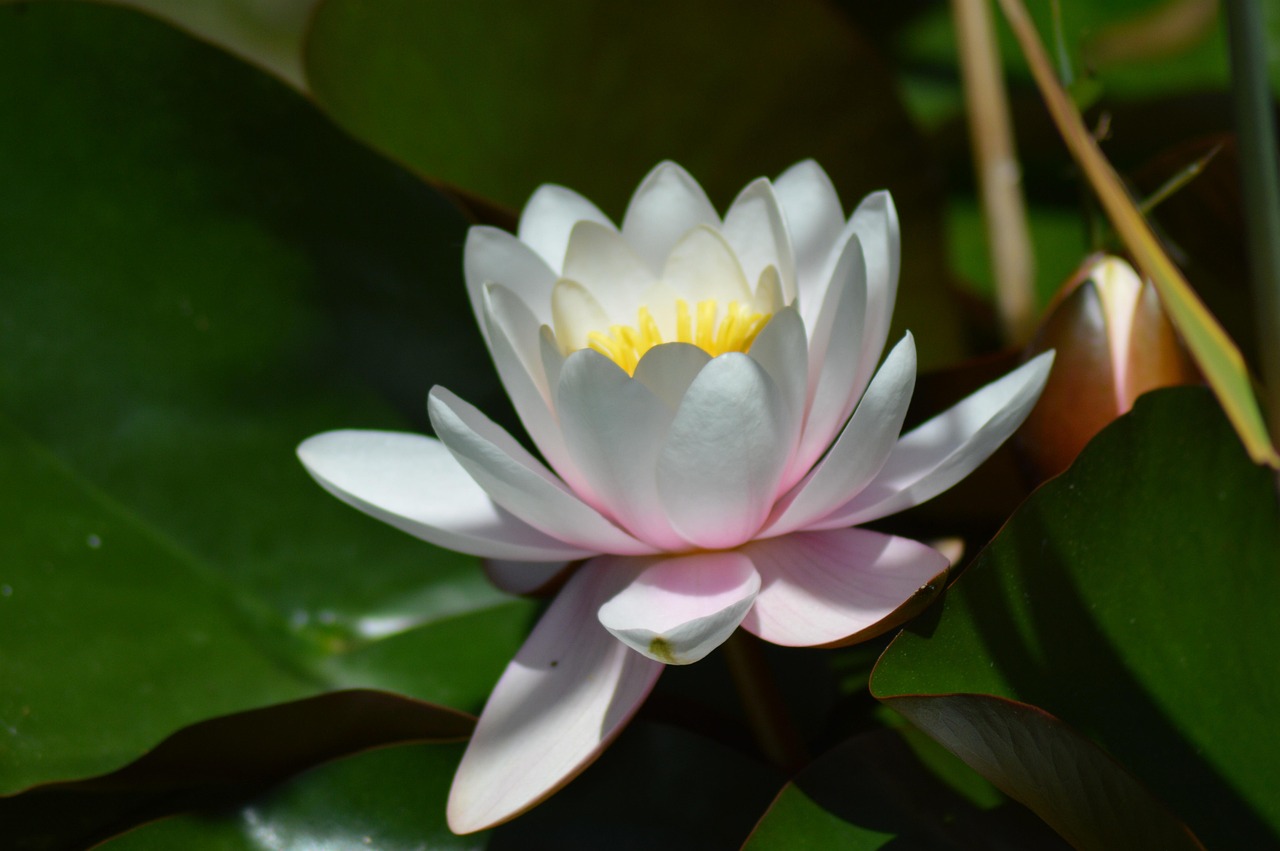 Lirio De Agua Flor Planta Acuática - Foto gratis en Pixabay - Pixabay