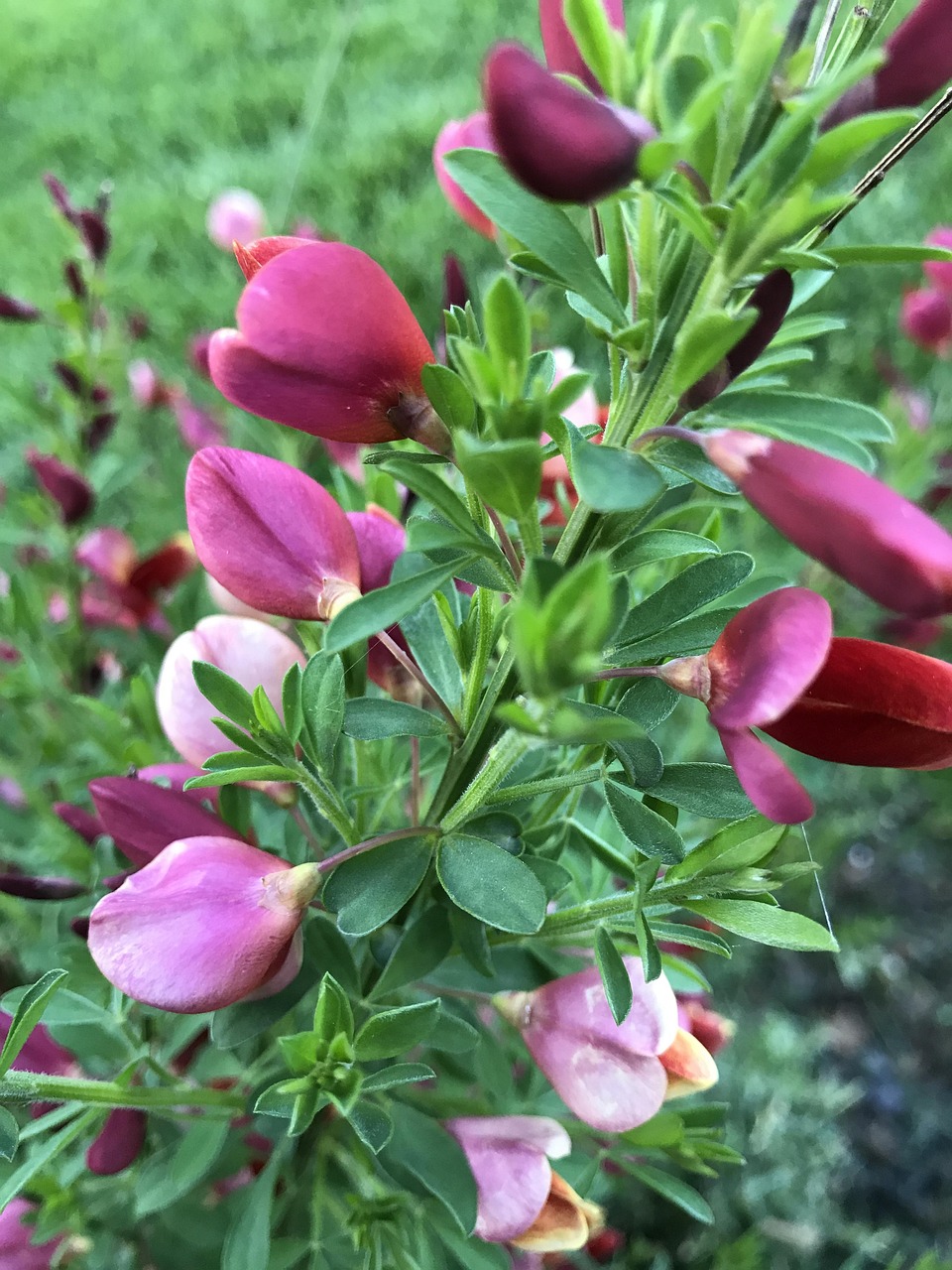 Flores Rosadas Planta Rosado - Foto gratis en Pixabay