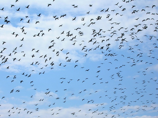 Birds In The Sky - Free photo on Pixabay - Pixabay