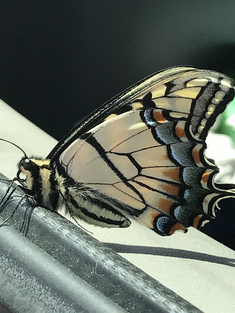 Mariposa De Cerca Ala - Foto gratis en Pixabay - Pixabay