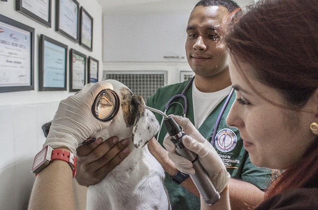 Veterinary Doctor - Free photo on Pixabay